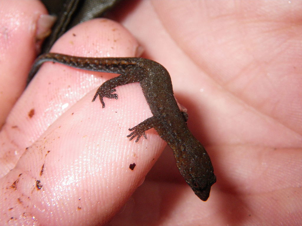 Spiky Lirecko in December 2010 by Ryne Rutherford · iNaturalist