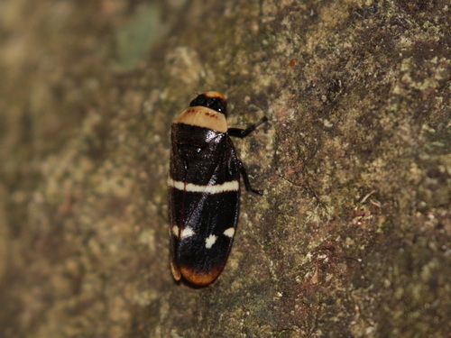 Phymatostetha limbata · iNaturalist
