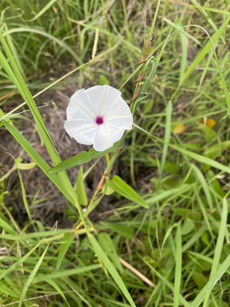 Ipomoea lapathifolia from Bushbuckridge, Mpumalanga, ZA on January 5 ...
