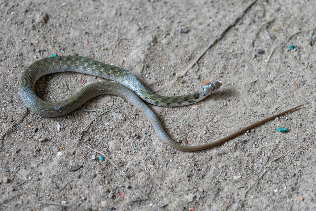 Chequered Keelback from Гангодавила Юг, Nugegoda, Шри-Ланка on January 31, 2020 at 05:48 AM by ...