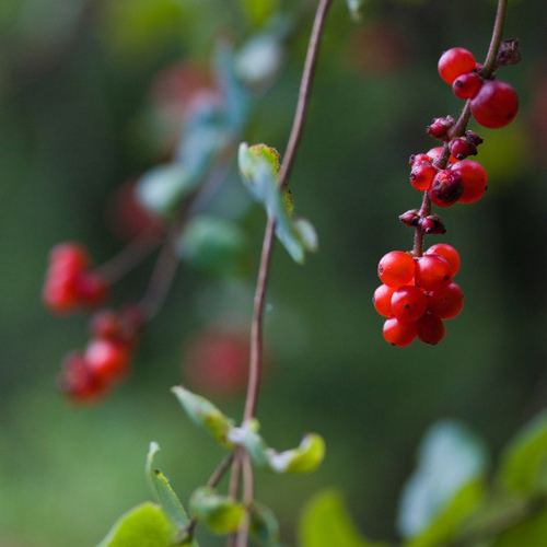 Huckleberry in Fall · iNaturalist Australia