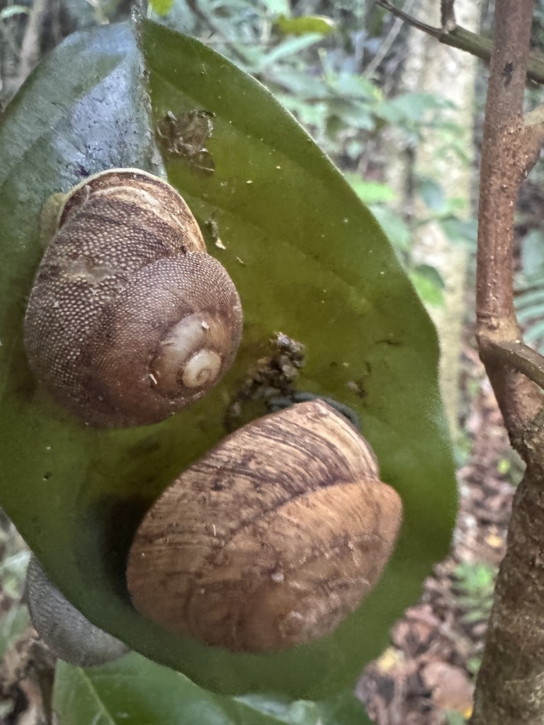 Granodomus lima from Julio Enrique Monagas National Park, Bayamón, PR ...
