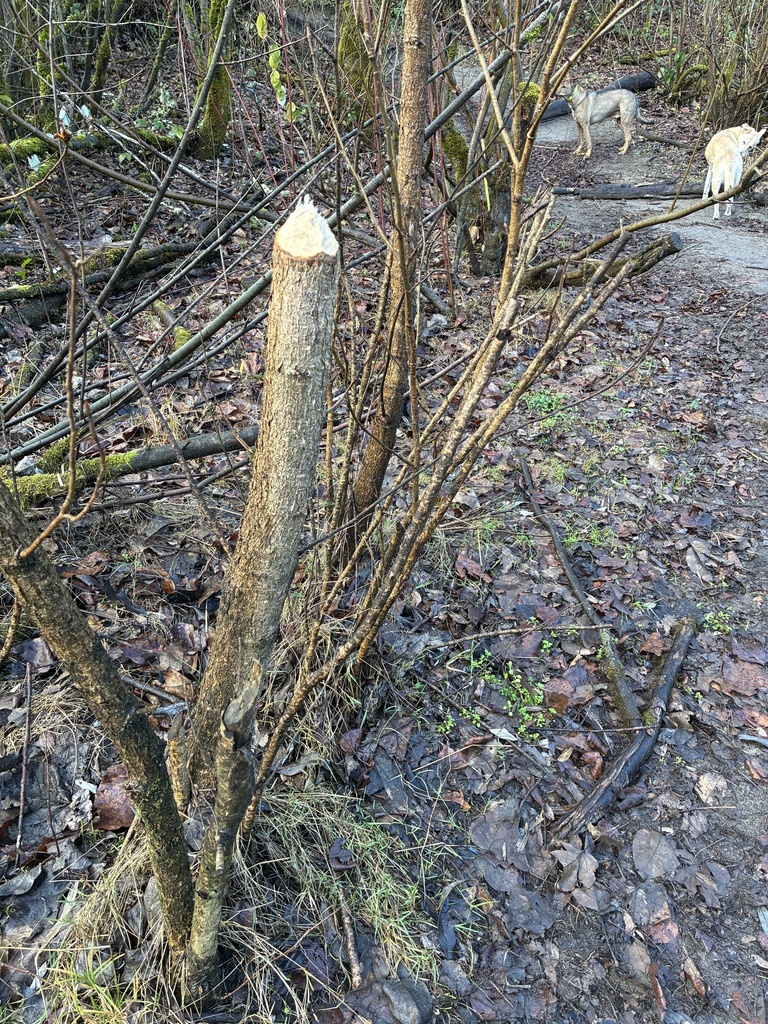 American Beaver from Sandy River Delta, Corbett, OR, US on January 5 ...