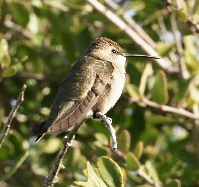 Black-chinned Hummingbird from Galveston Island, Galveston, TX, US on ...