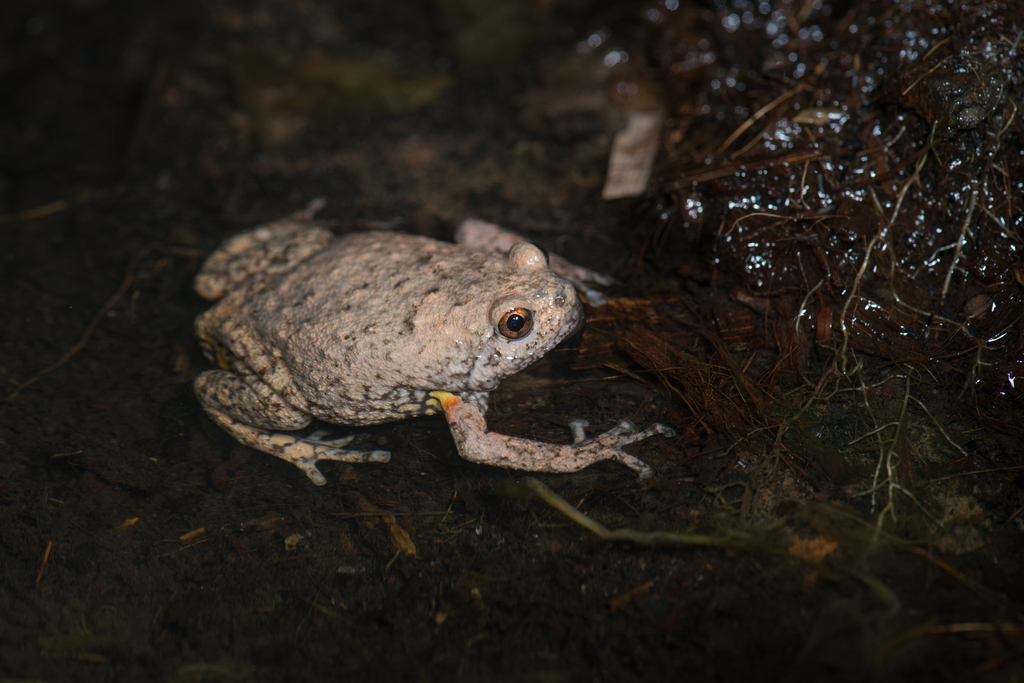 Asian Narrowmouth Frogs from Nong Thale, Mueang Krabi District, Krabi ...