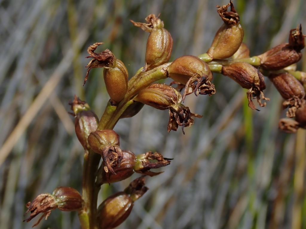 Prasophyllum hectorii in January 2020 by Melissa Hutchison · iNaturalist
