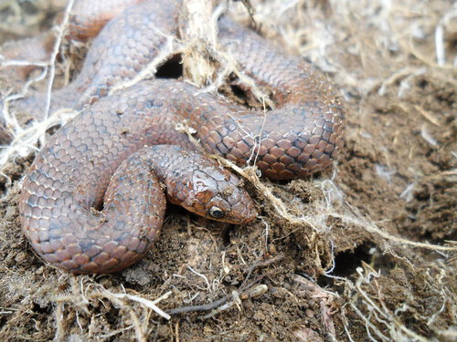 Earth Snakes (Conopsis) - Snakes and Lizards