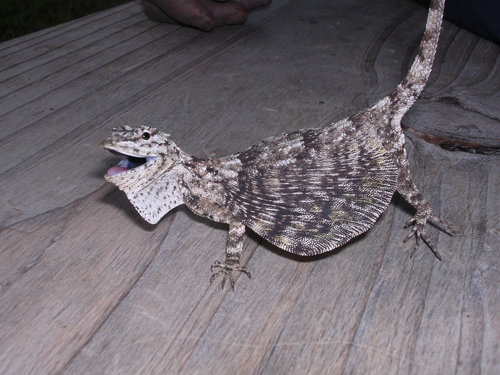 Timor Flying Dragon (Draco timoriensis) - Snakes and Lizards