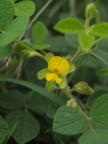 Rhynchosia rufescens · iNaturalist