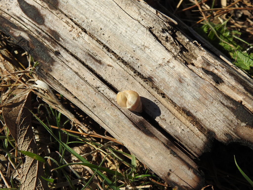 Rabdotus from Cedar Hill, TX, USA on December 31, 2025 at 12:44 PM by ...