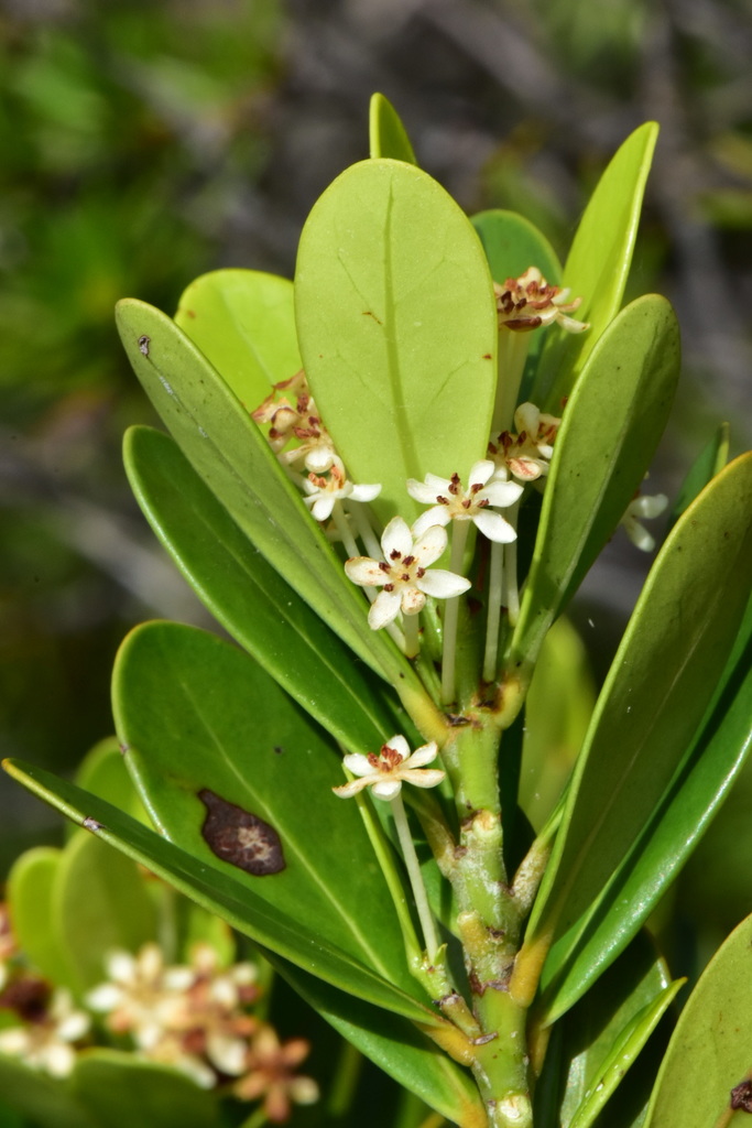 picrodendron family (Picrodendraceae) - Botanical Realm