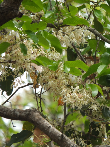 White Meranti (Shorea roxburghii) · iNaturalist