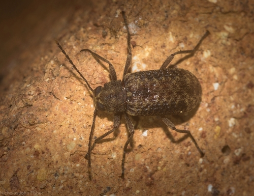 Strongylium fuscovestitum · iNaturalist