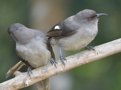 Long-tailed Sibia (Heterophasia picaoides) · iNaturalist United Kingdom
