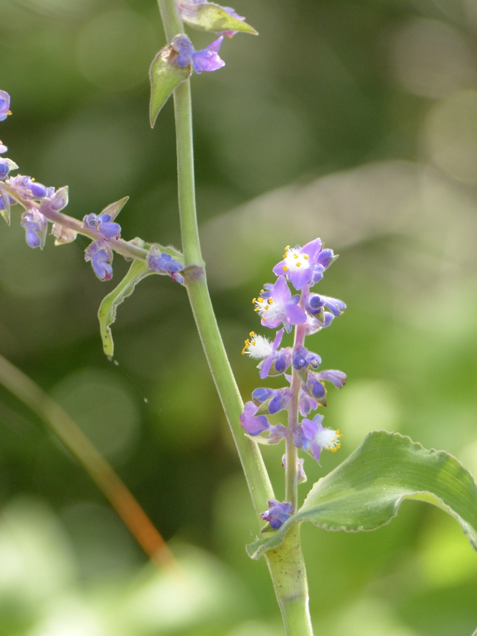 Thyrsanthemum floribundum (M.Martens & Galeotti) Pichon