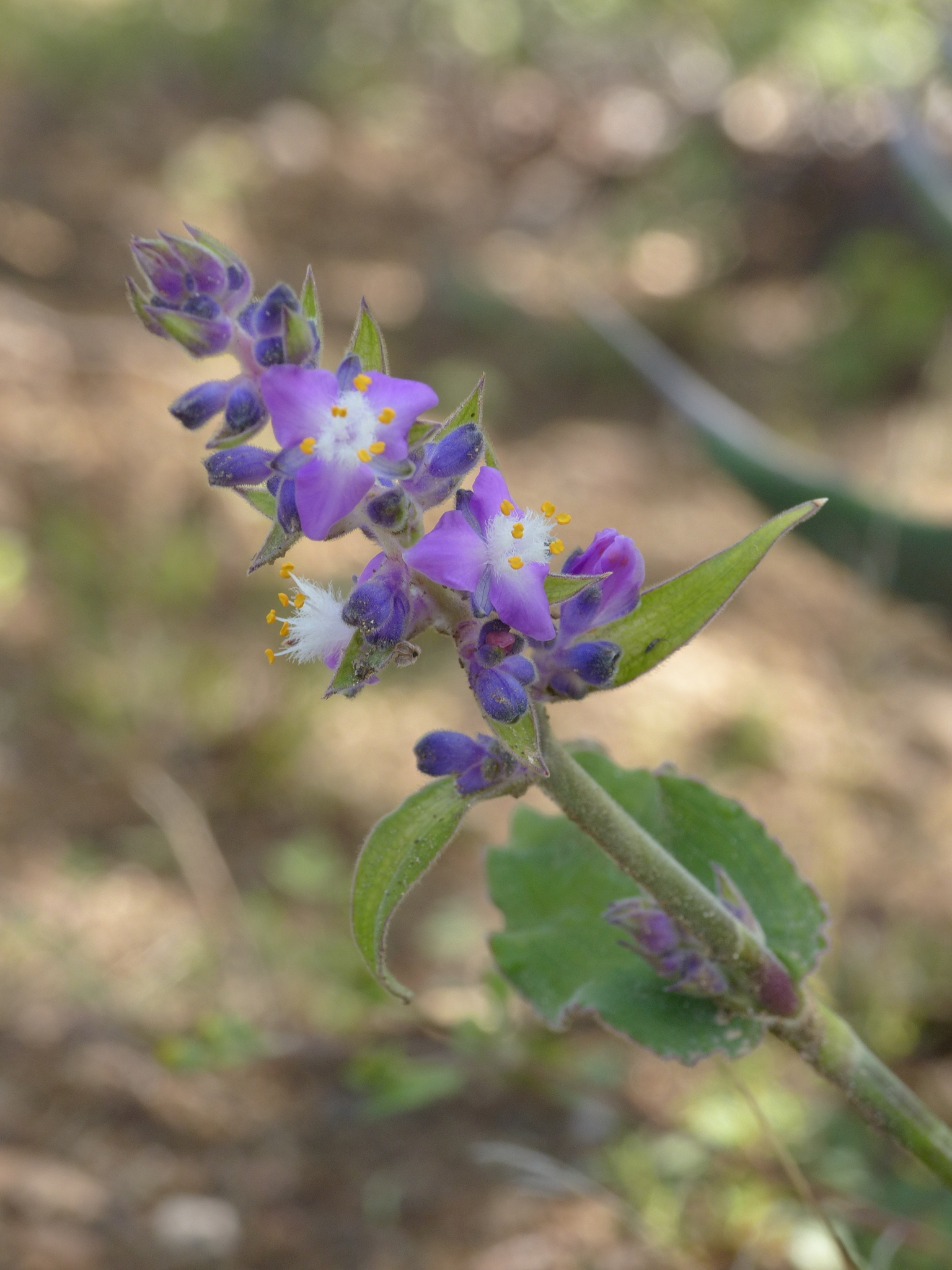 Thyrsanthemum floribundum (M.Martens & Galeotti) Pichon