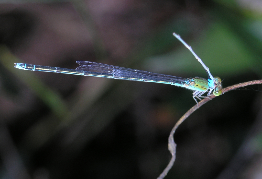 Orange-faced Sprite from Cambodia, Koh Kong Province, a forest rivulet ...
