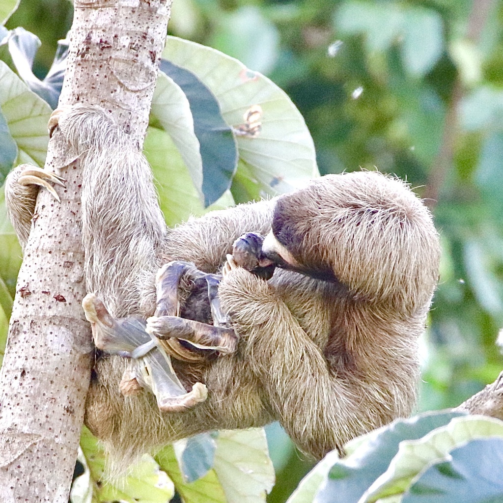 Sloths (Folivora) - Know Your Mammals