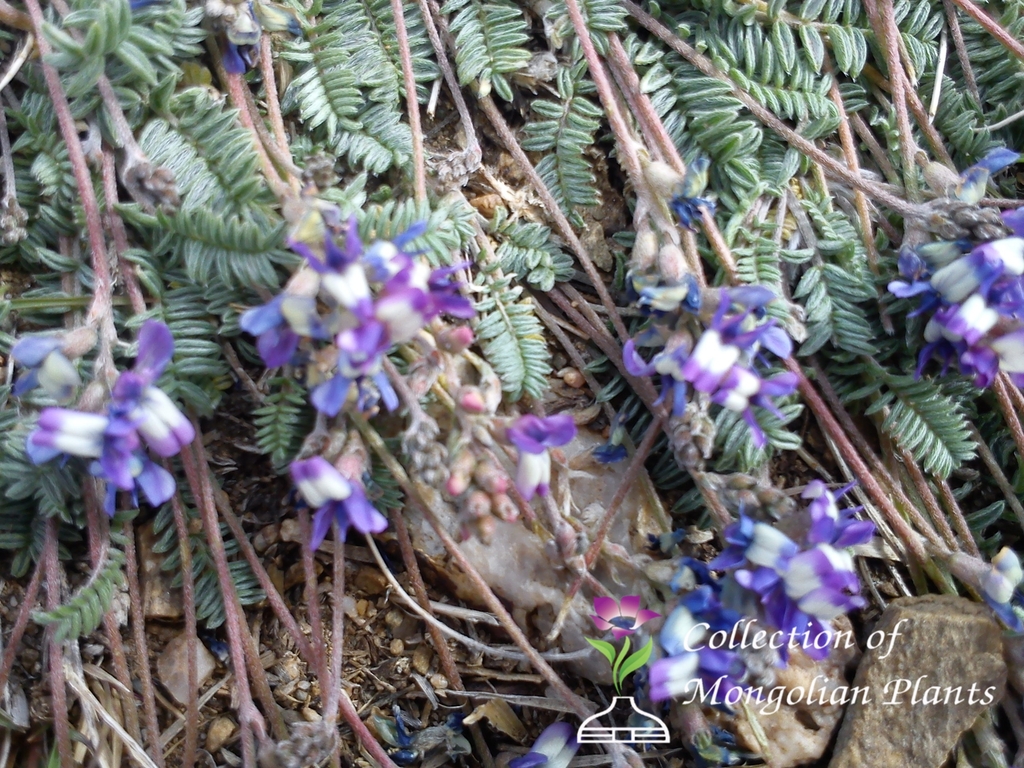 Astragalus filiformis from Khotont, MN-AR, MN on June 14, 2015 at 10:18 ...