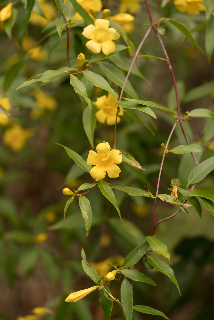 Yellow Jessamine (Herbaceous Vines of Appalachia) · iNaturalist