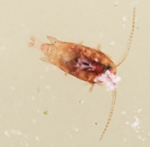 Family Centropagidae · iNaturalist