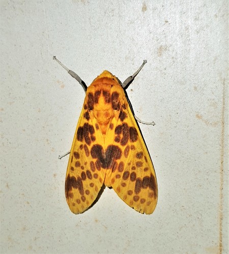 Symphlebia neja · iNaturalist