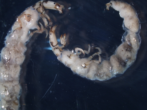 Polillas peludas (Frigáneas) (Atopsyche)