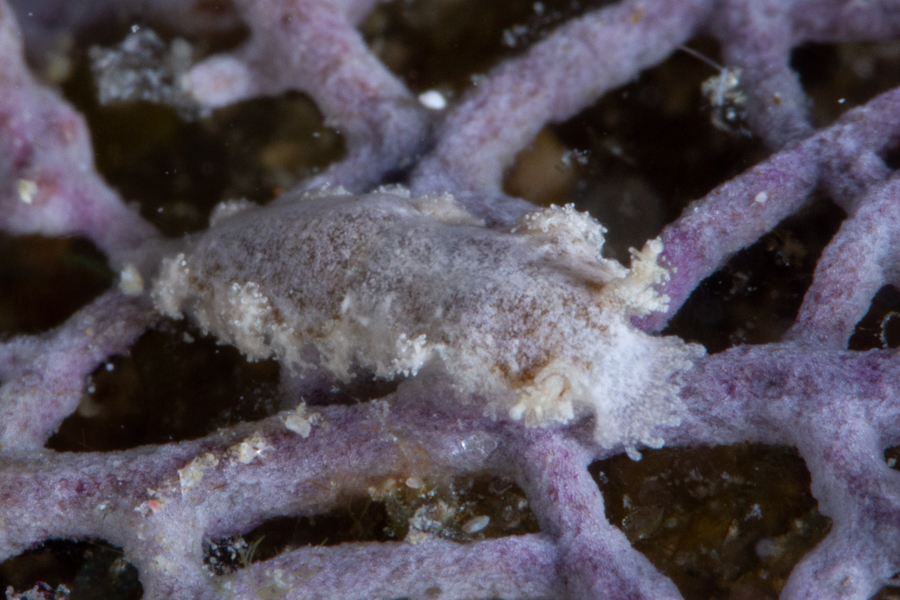Tritonicula wellsi (Nudibranchs of the Eastern United States) · iNaturalist