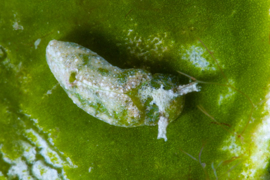 Elysia velutinus (Gastropods of the United States Pt.8) · iNaturalist