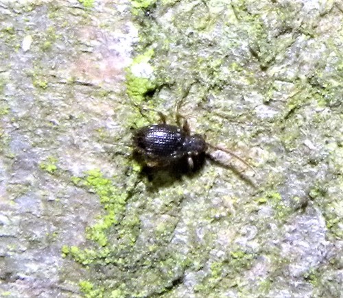 Ptinus pilosus · iNaturalist