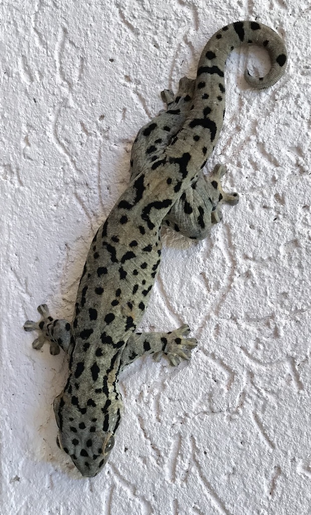Saint Maarten Thick-tailed Gecko in January 2020 by greensxm. Spotted ...