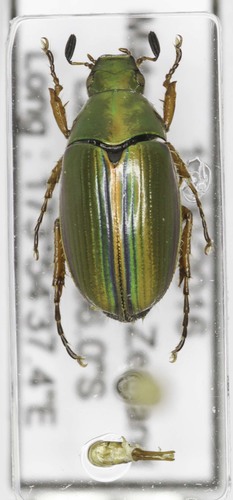 Kiriwai Manuka Chafer (Pyronota edwardsi) · iNaturalist United Kingdom