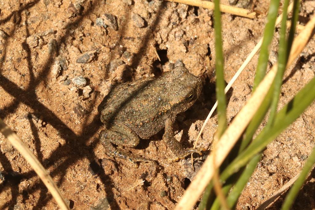 Warty Toad from Reserva de la Biósfera San Guillermo, San Juan ...