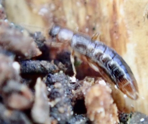 Genus Leptusa · iNaturalist