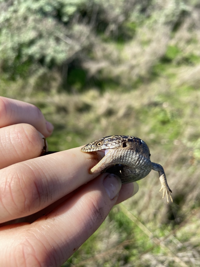 California Alligator Lizard from Cascade Dr, Santa Cruz, CA, US on ...
