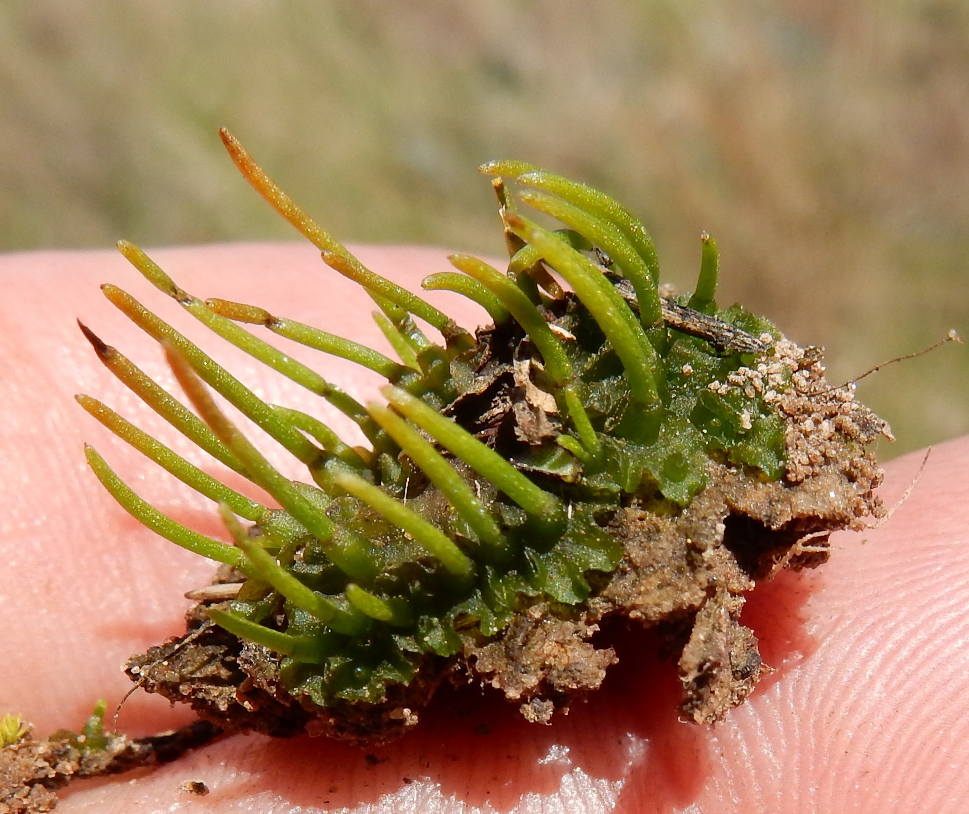 Anthoceros agrestis Paton