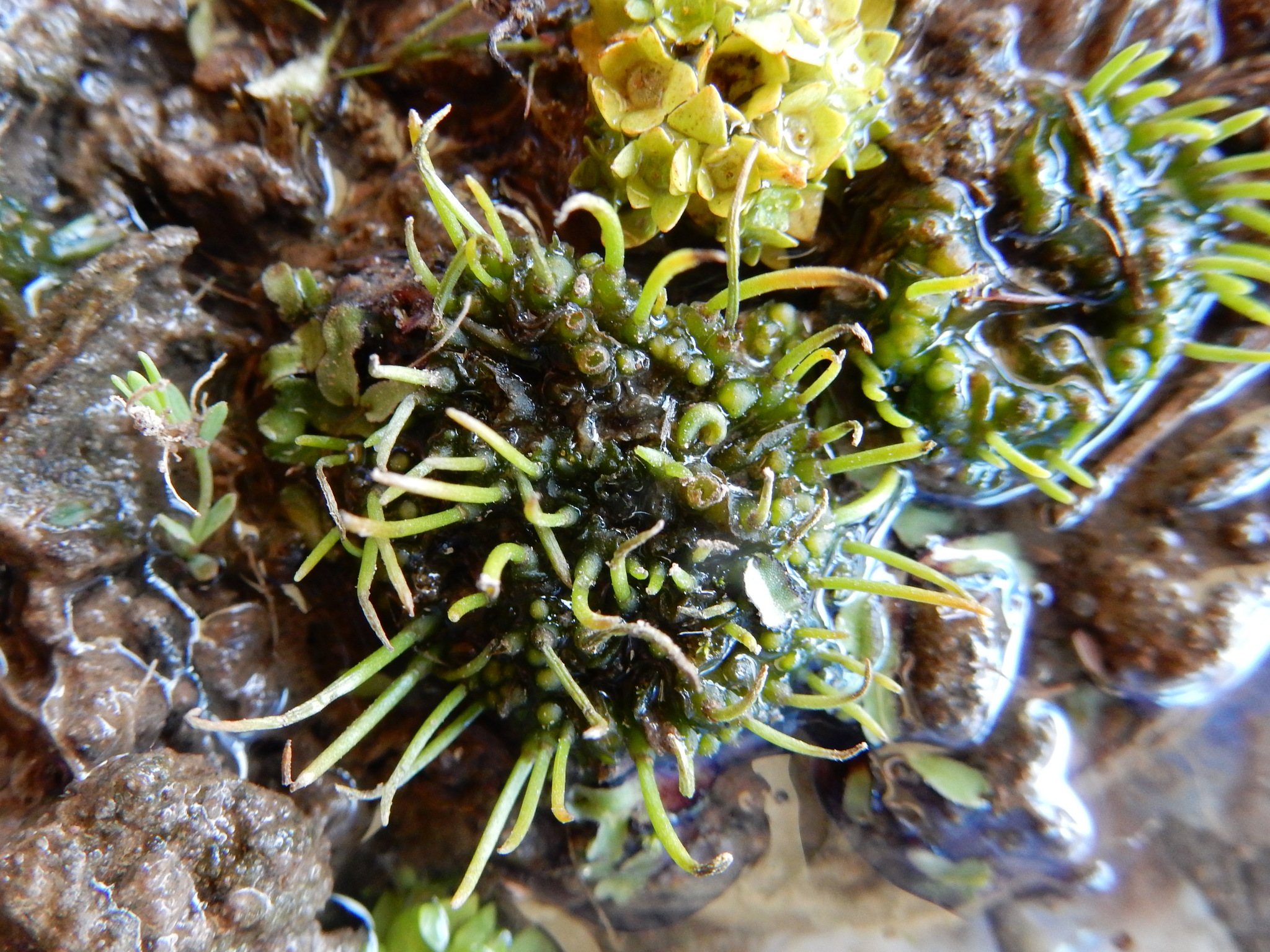 Anthoceros agrestis Paton