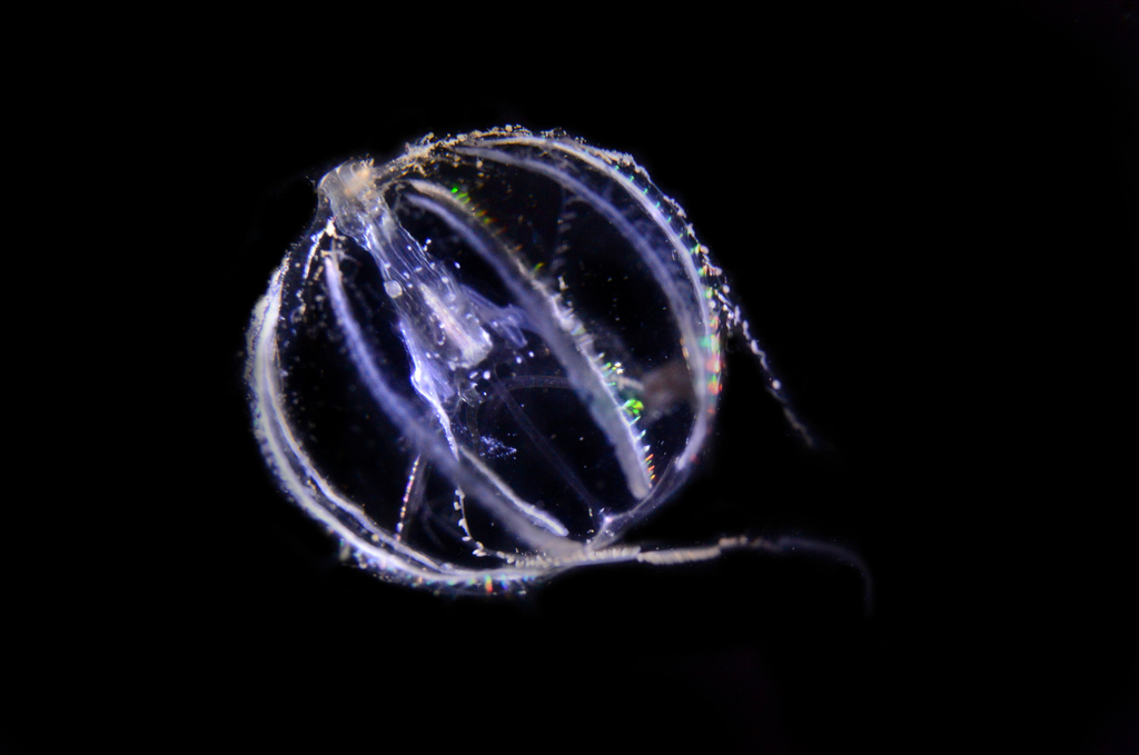 Pacific Sea Gooseberry from Lake Merritt, Oakland, CA, US on January 30 ...