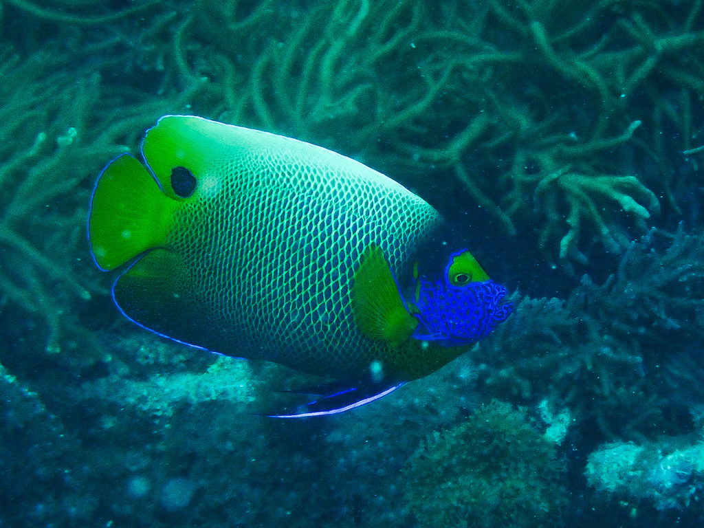 Blueface Angelfish from Hardy Reef, Australia on January 8, 2025 at 01: ...