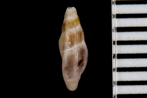 Cytharella hexagona · iNaturalist Mexico