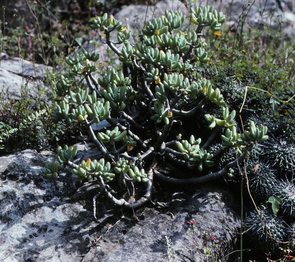 Sedum corynephyllum from Cadereyta, Qro., México on October 2, 1995 by ...