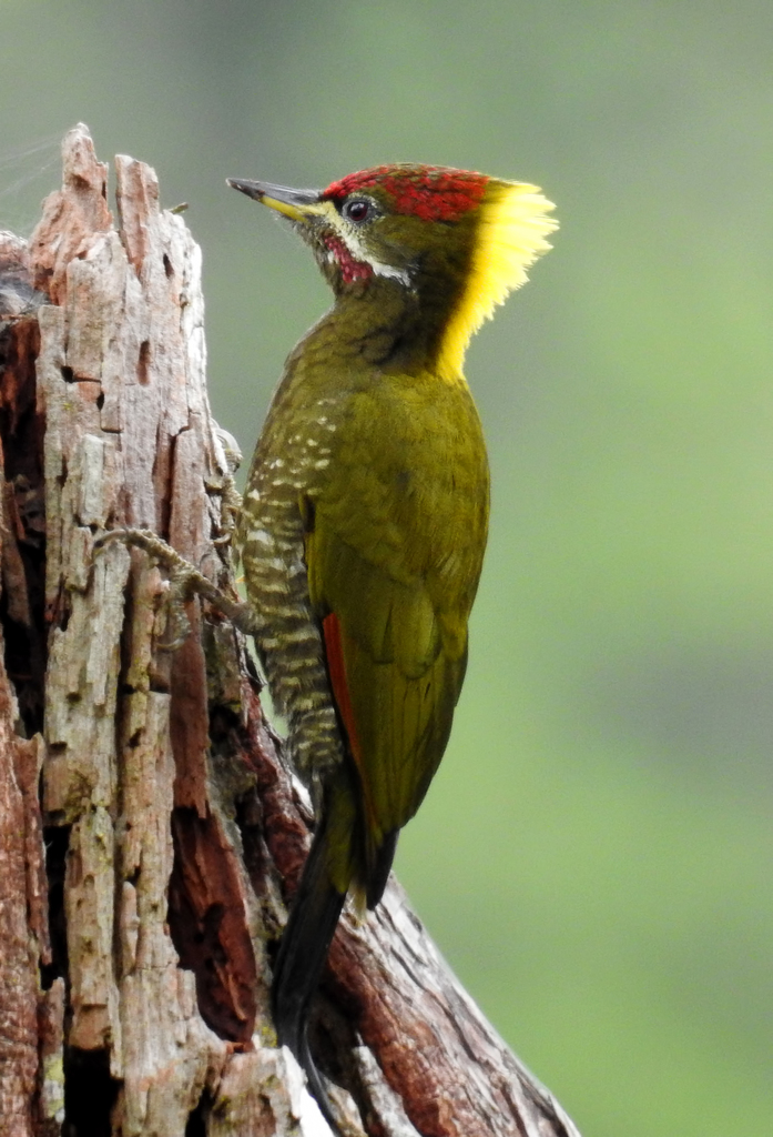 Lesser Yellownape (Hainan Birds) · iNaturalist