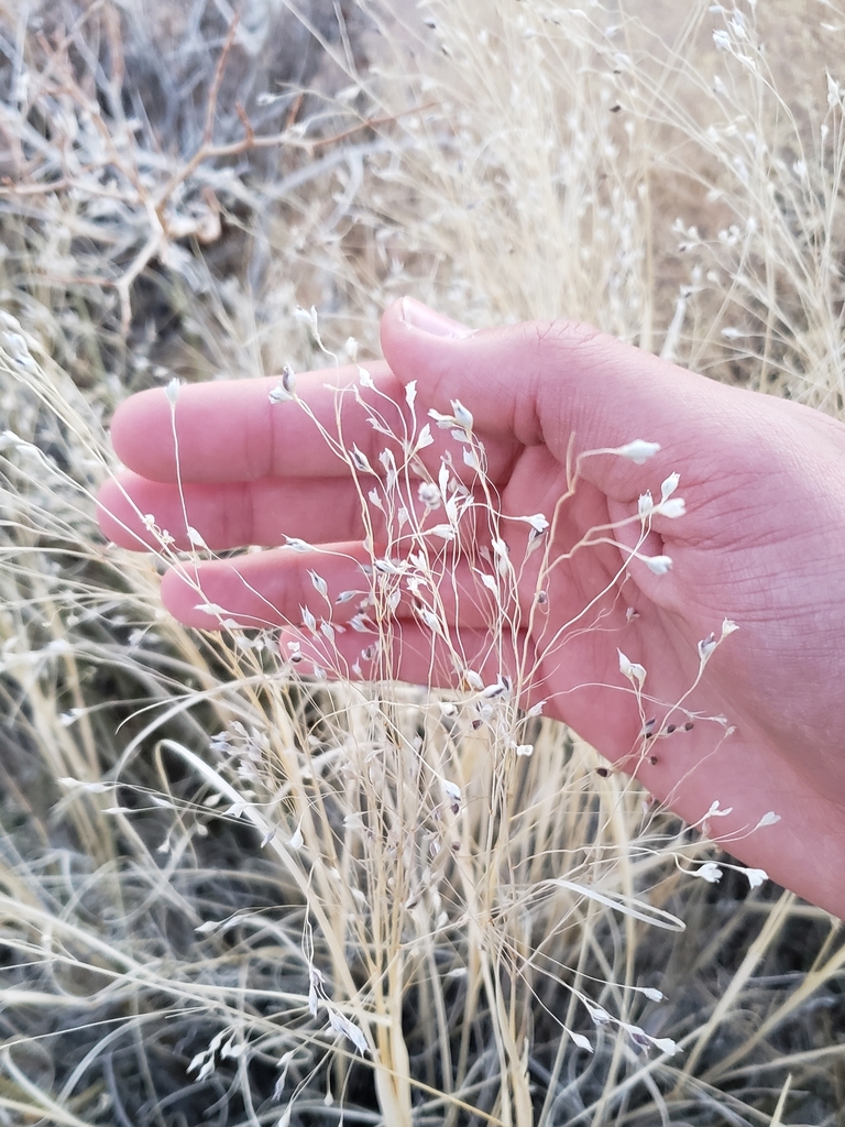 Sand Ricegrass from Red Rock Canyon National Conservation Area, NV on ...