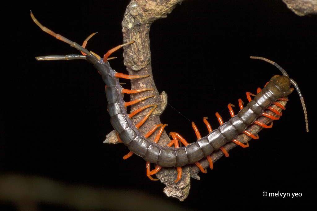 Pacific Giant Centipede from Singapore on September 24, 2011 at 10:45 ...