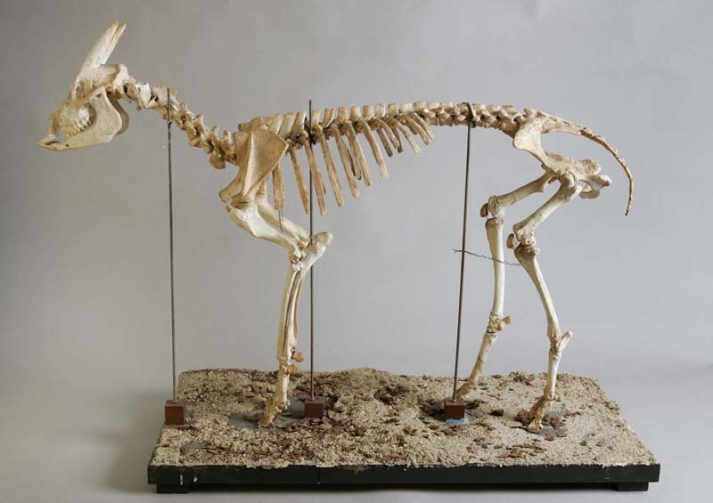 Balearic Cave Goat (Myotragus balearicus) - Know Your Mammals