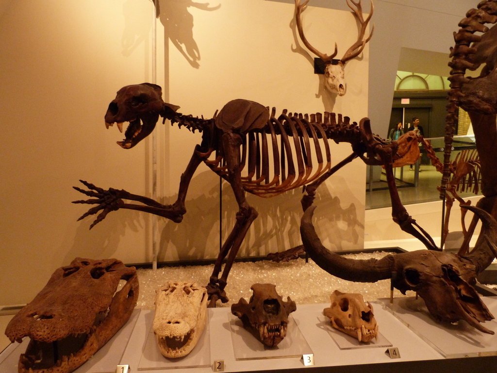 Giant Short-faced Bear (Arctodus simus) - Know Your Mammals