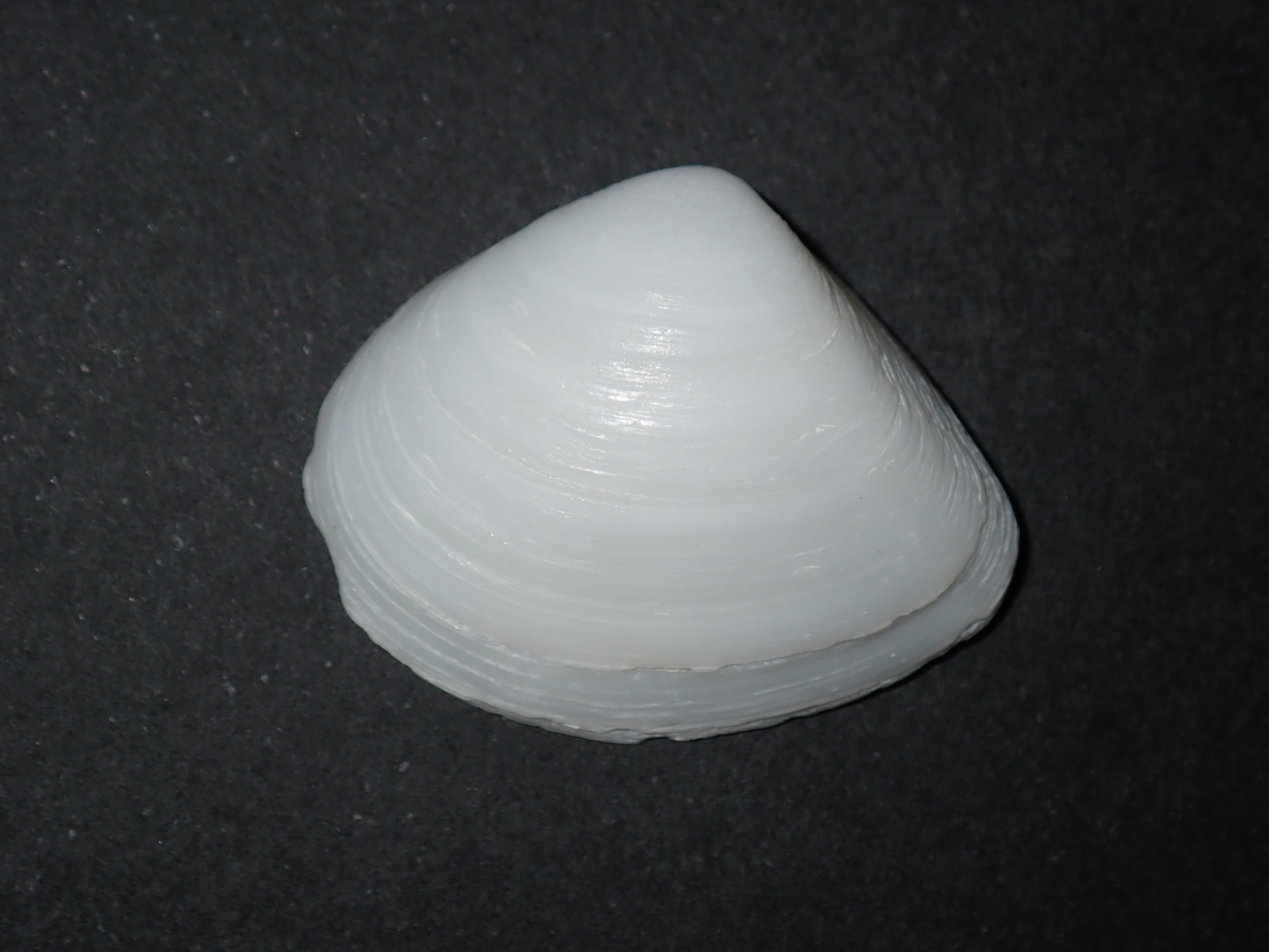 Atactodea striata (Gmelin, 1791)