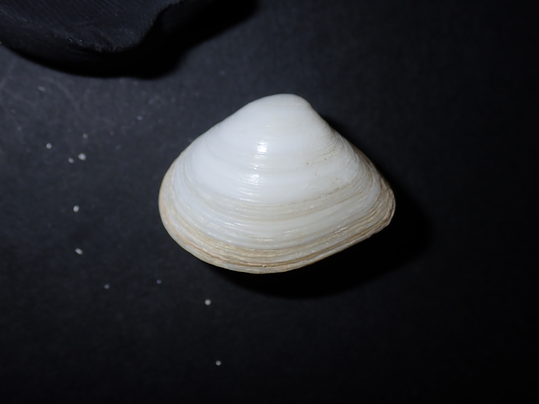 Atactodea striata (Gmelin, 1791)