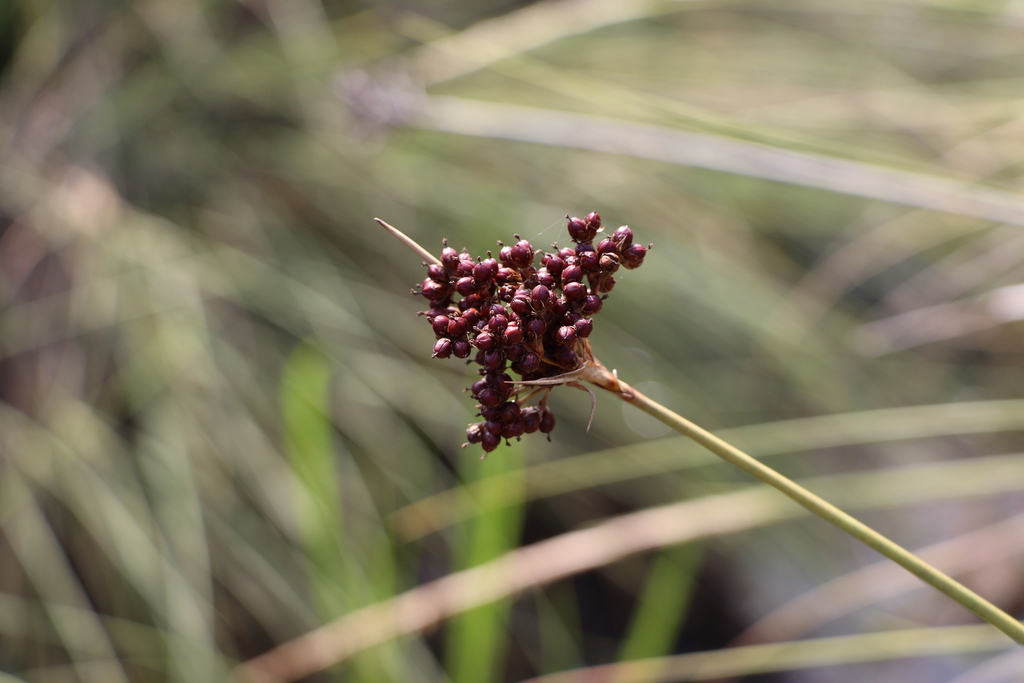 spiny rush from 20303 Playa Verde, Maldonado Department, Uruguay on ...