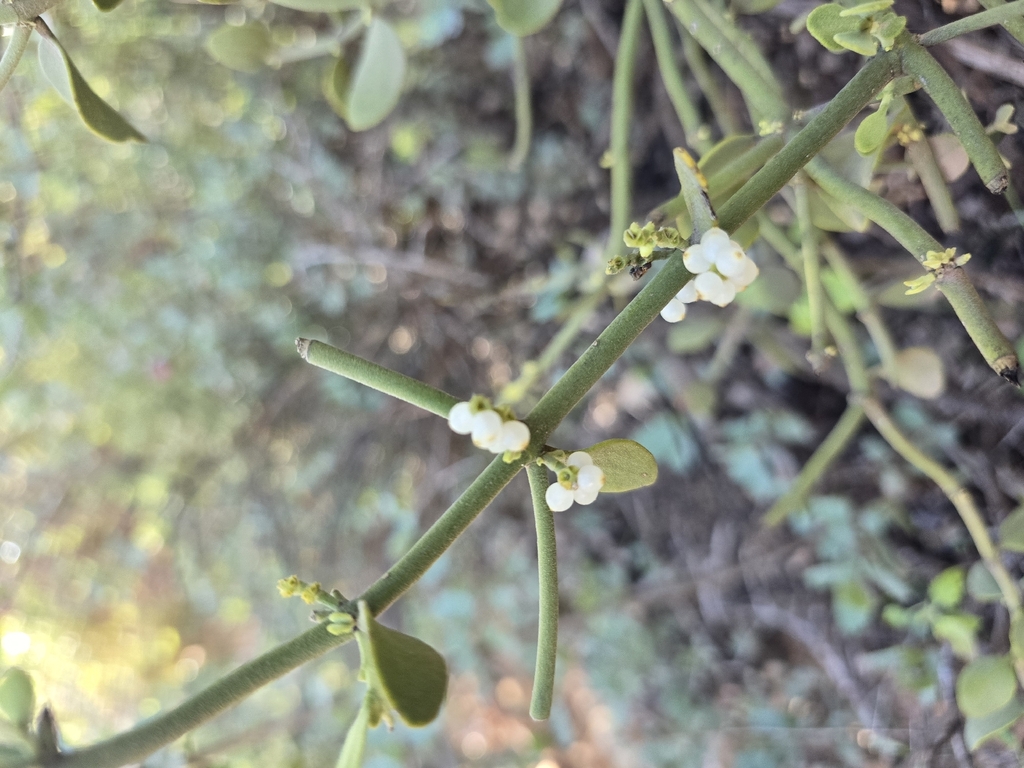 Cory's Mistletoe (Quick Reference for Mistletoes of New Mexico ...